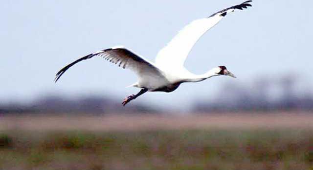 whooping cranes migration