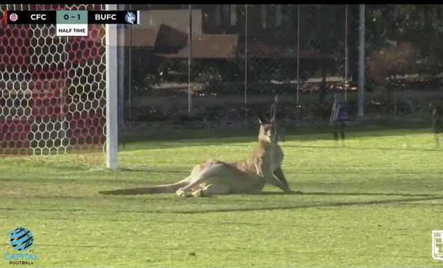 Video: Kangaroo plays goalkeeper in latest example of World Cup fever ...