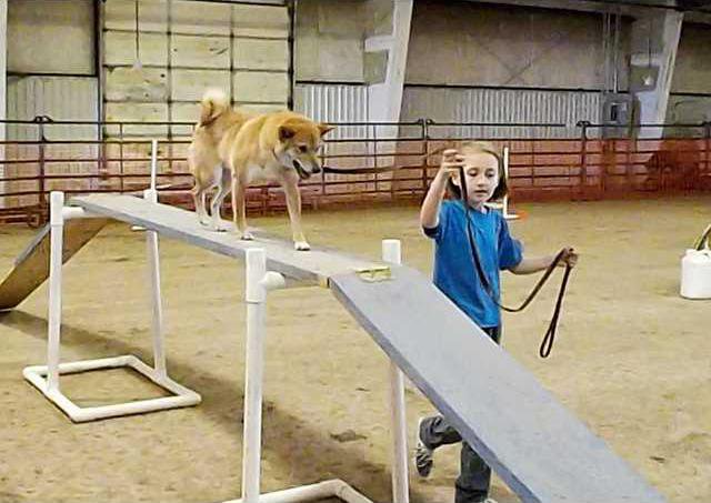4-H Dog Show & Agility - Great Bend Tribune
