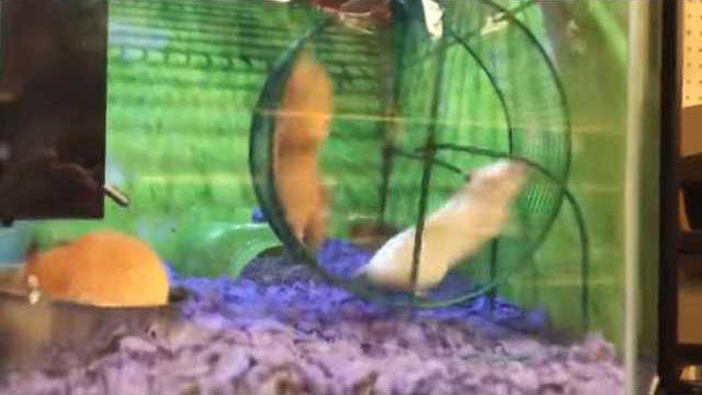 Have You Seen This? Epic hamster wheel fail - Great Bend Tribune