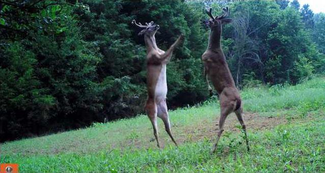 Video captures bizarre slap fight between bucks - Great Bend Tribune