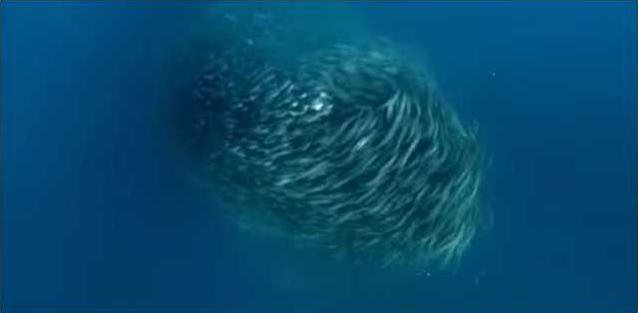 Have You Seen This? Real life fish tornado puts Sharknado to shame ...