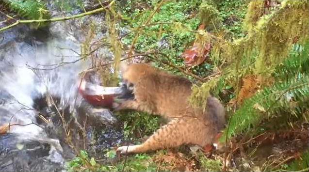 Video shows bobcat catching large salmon - Great Bend Tribune