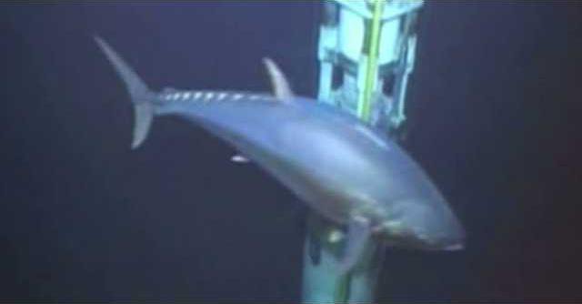 largest tuna ever caught