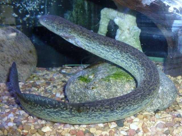 amphiuma size