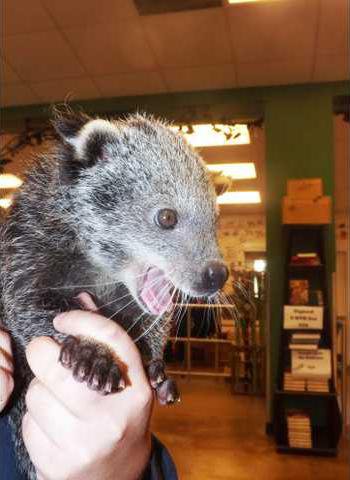 pet bearcat