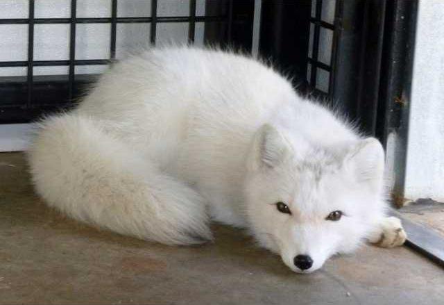 pet fox russian