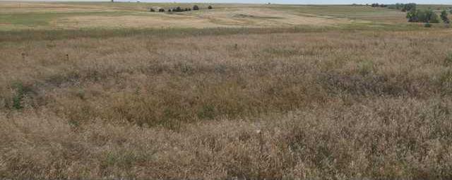 Buffalo wallows, playas important to prairie ecosystem - Great Bend Tribune
