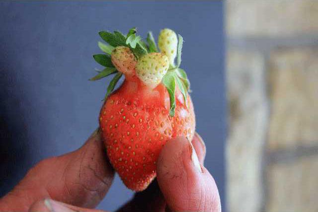 Unusual Strawberry - GREAT BEND TRIBUNE