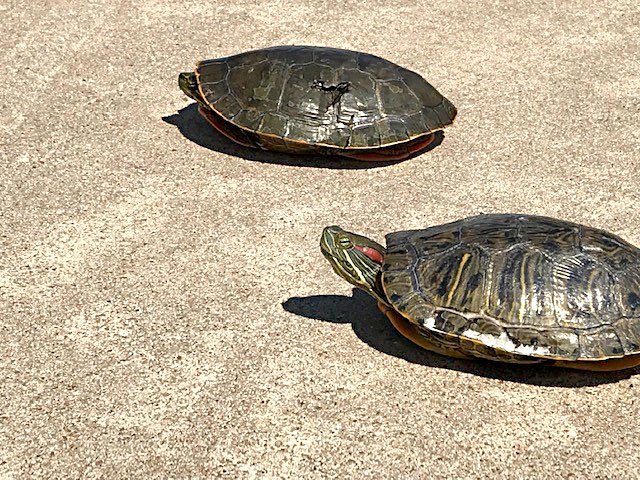 KWEC provide humane turtle races at After Harvest Fest - Great Bend Tribune