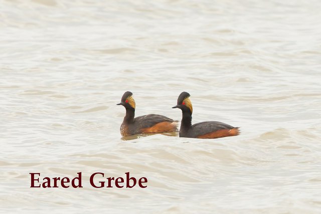 These are strange times indeed - Great Bend Tribune