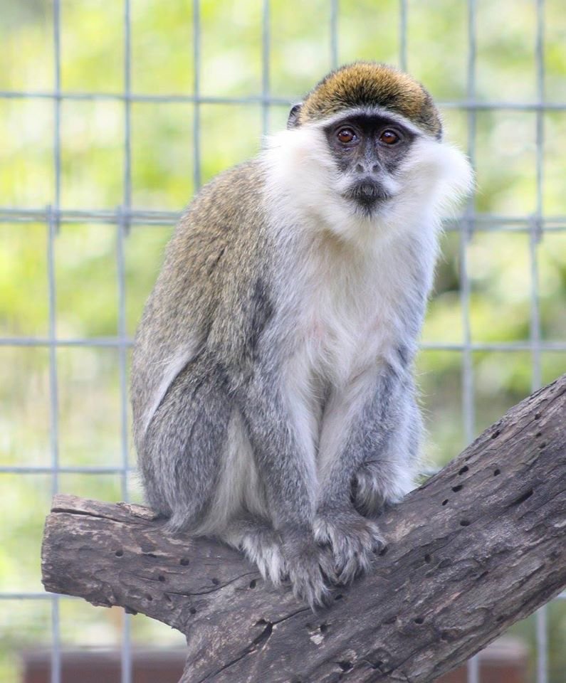 Zoo says goodbye to Rhonda, the Grivet Monkey - Great Bend Tribune