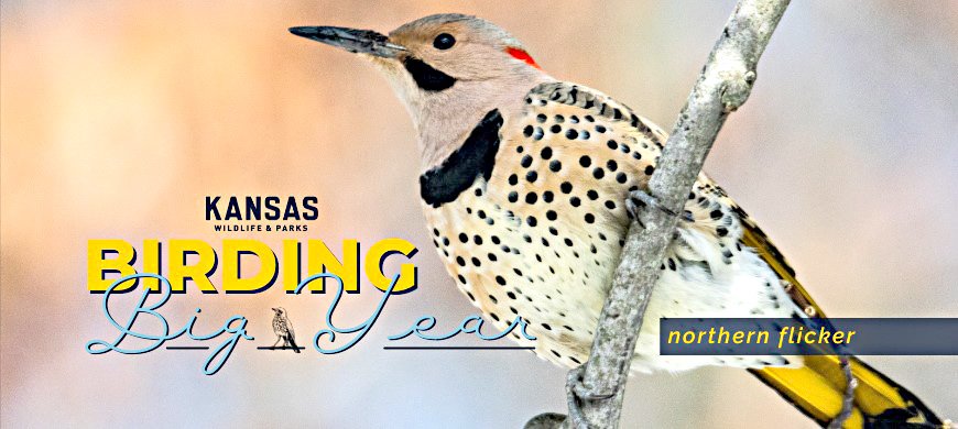 2021 Birding Big Year Results, 2022 contest - Great Bend Tribune