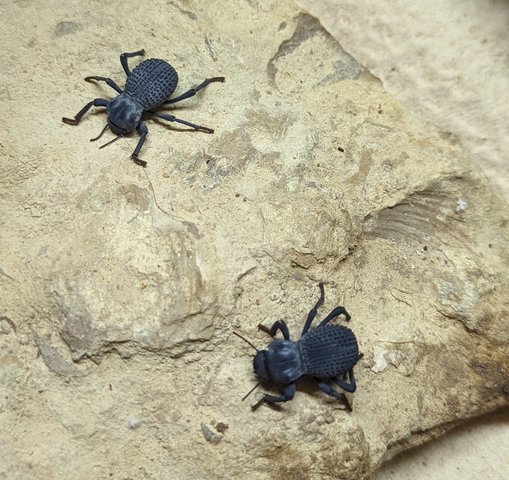 Zoo News: Blue death feigning beetles are here - Great Bend Tribune