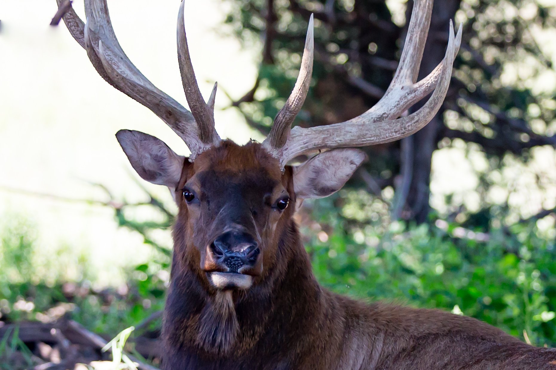 elk face