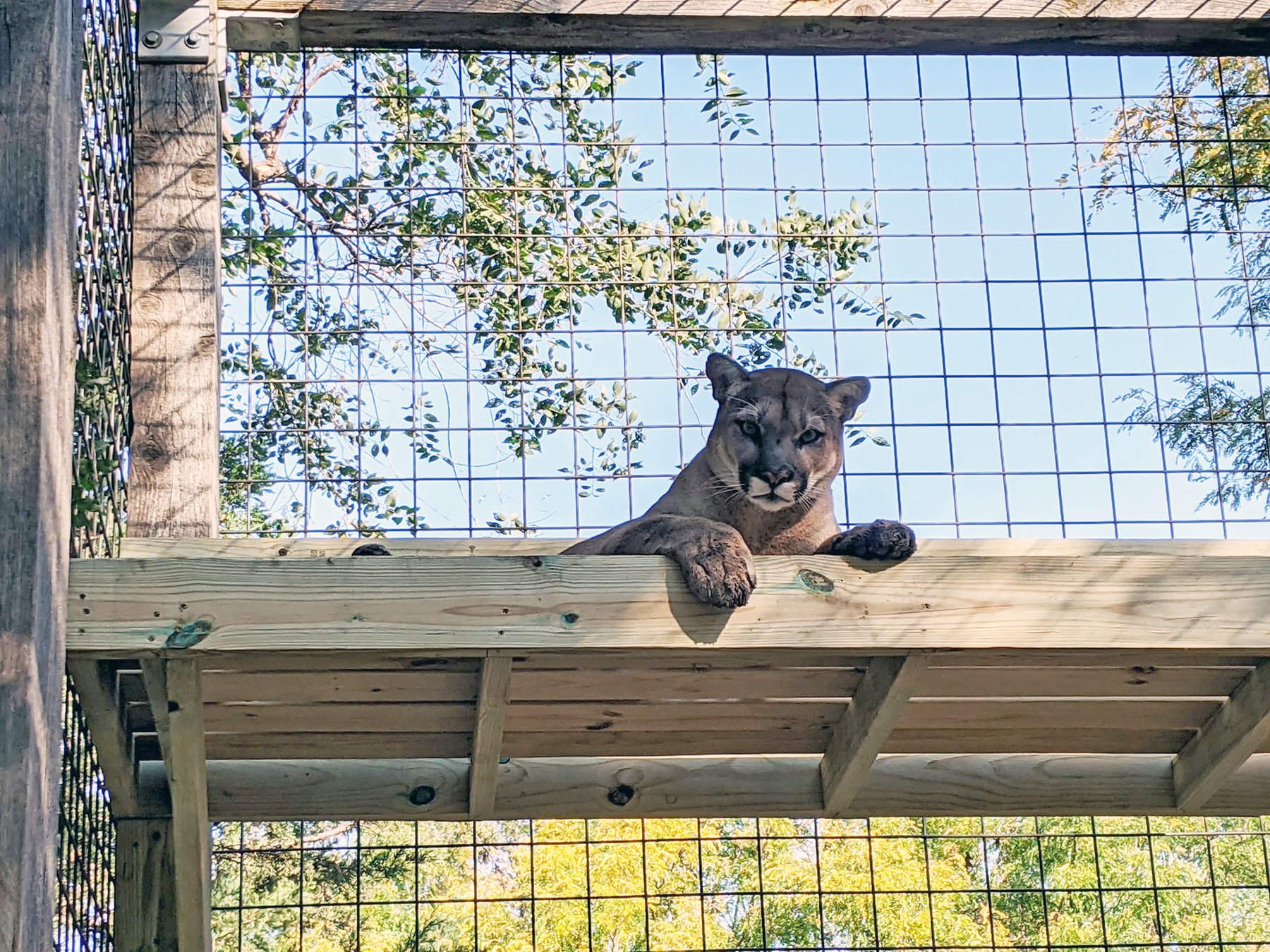 Cougar yard expanded at zoo - Great Bend Tribune