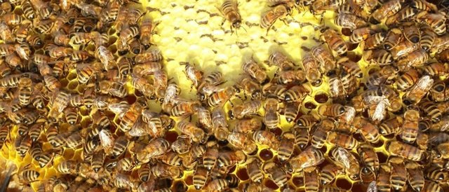 KWEC celebrates bees for Kansas Day - Great Bend Tribune