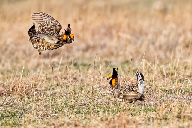 Lek tours: A prairie dance worth watching - Great Bend Tribune