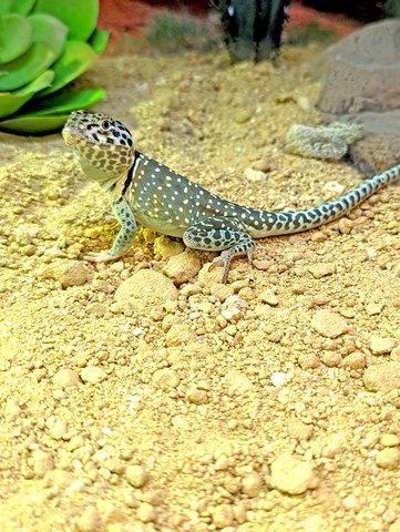 Zoo News: New lizard couple arrives at Raptor Center - Great Bend Tribune