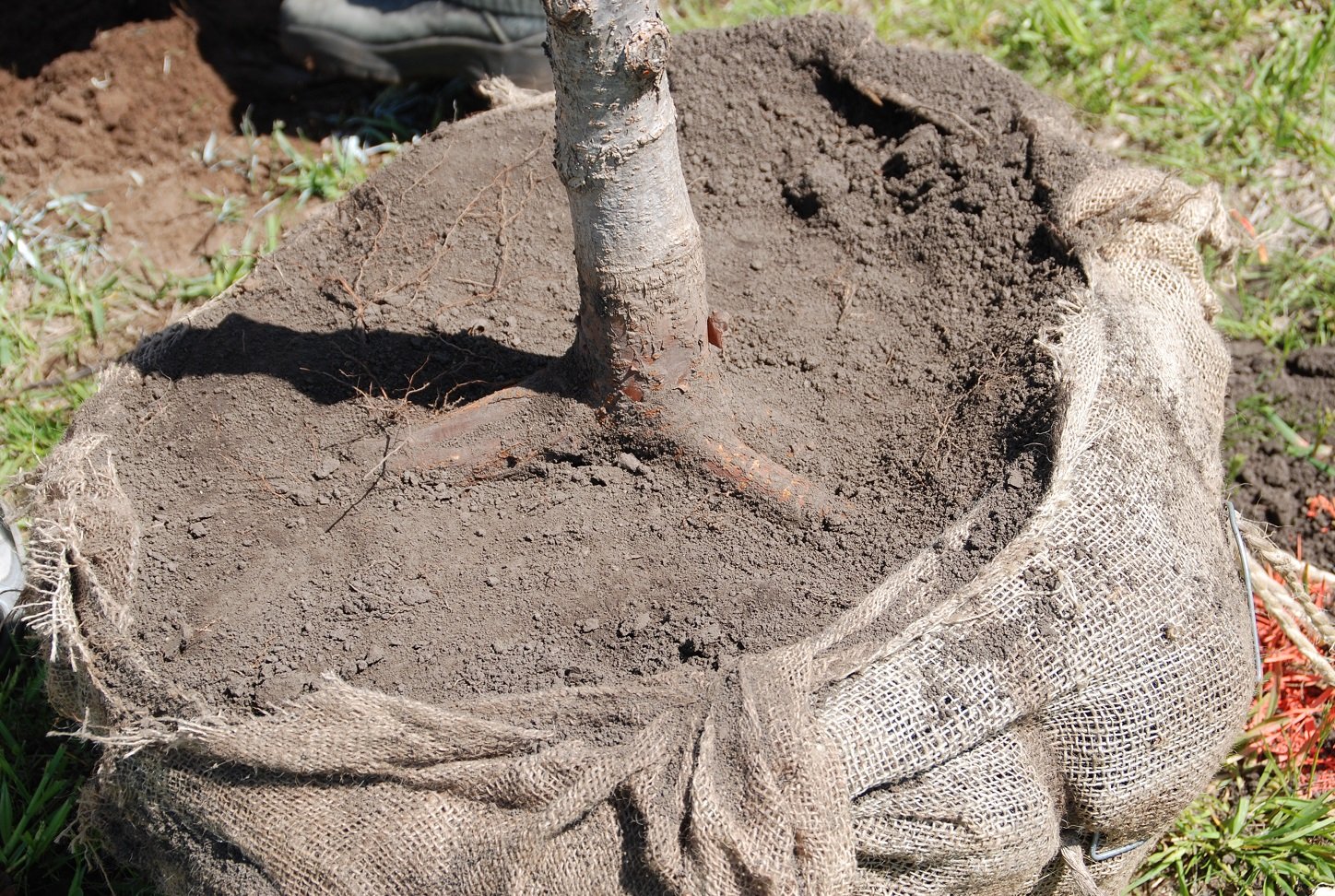 Plant trees this fall for decades of benefits - Great Bend Tribune