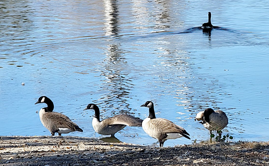 Battle to scare geese from Vets underway - Great Bend Tribune