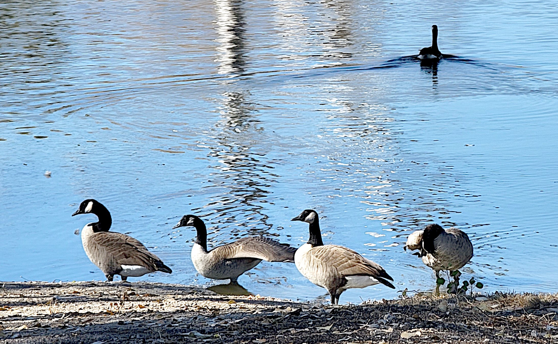 Battle to scare geese from Vets underway - Great Bend Tribune