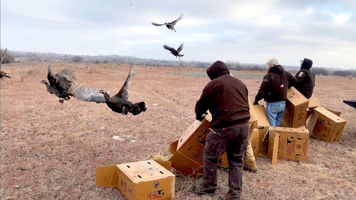 KSU biologists receive more than $1.8M for wild turkey research - Great ...