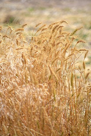 Rain delays wheat harvest 2026 - Great Bend Tribune