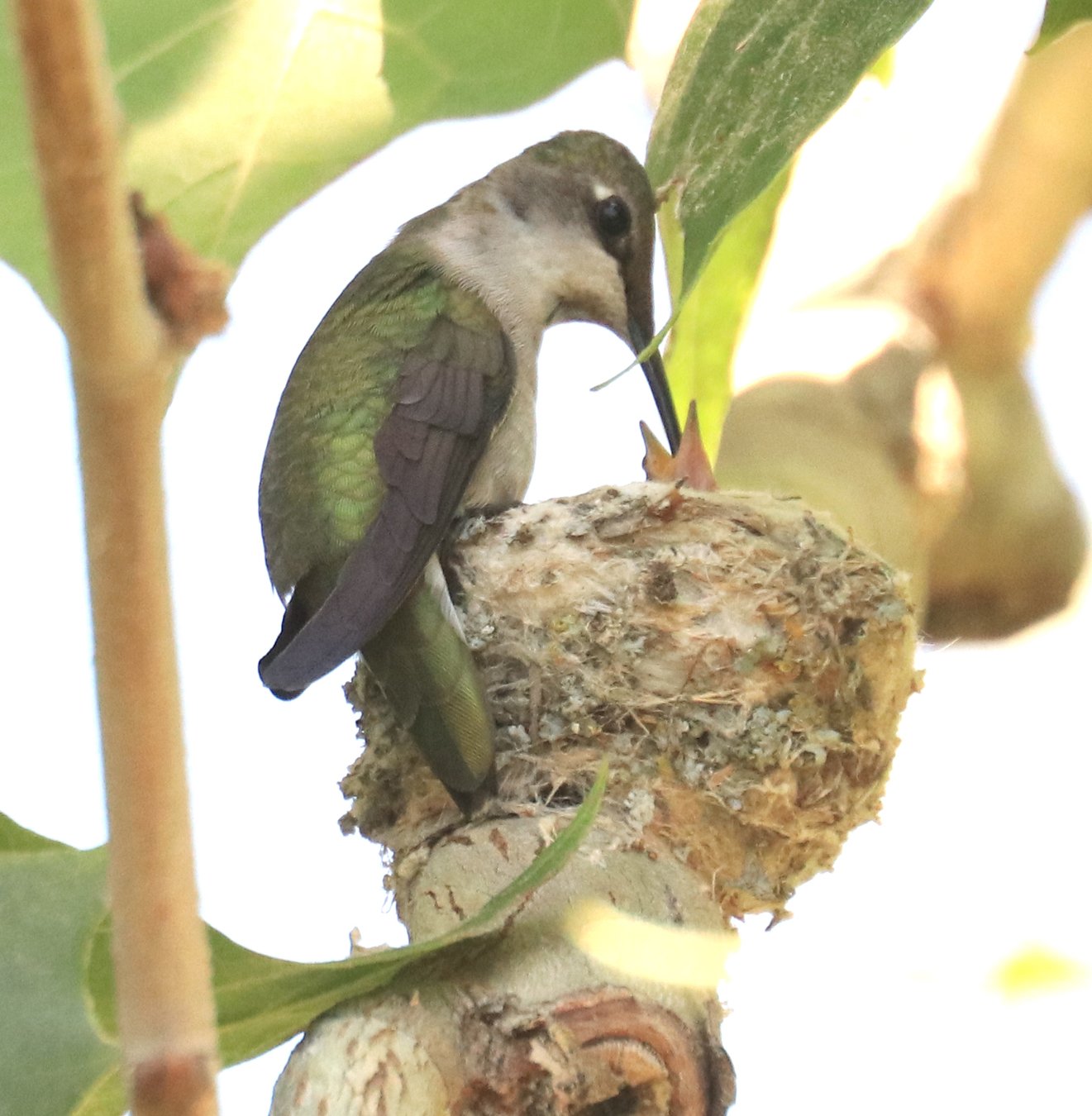 A real humdinger: Local birdwatcher finds elusive hummingbird nest ...