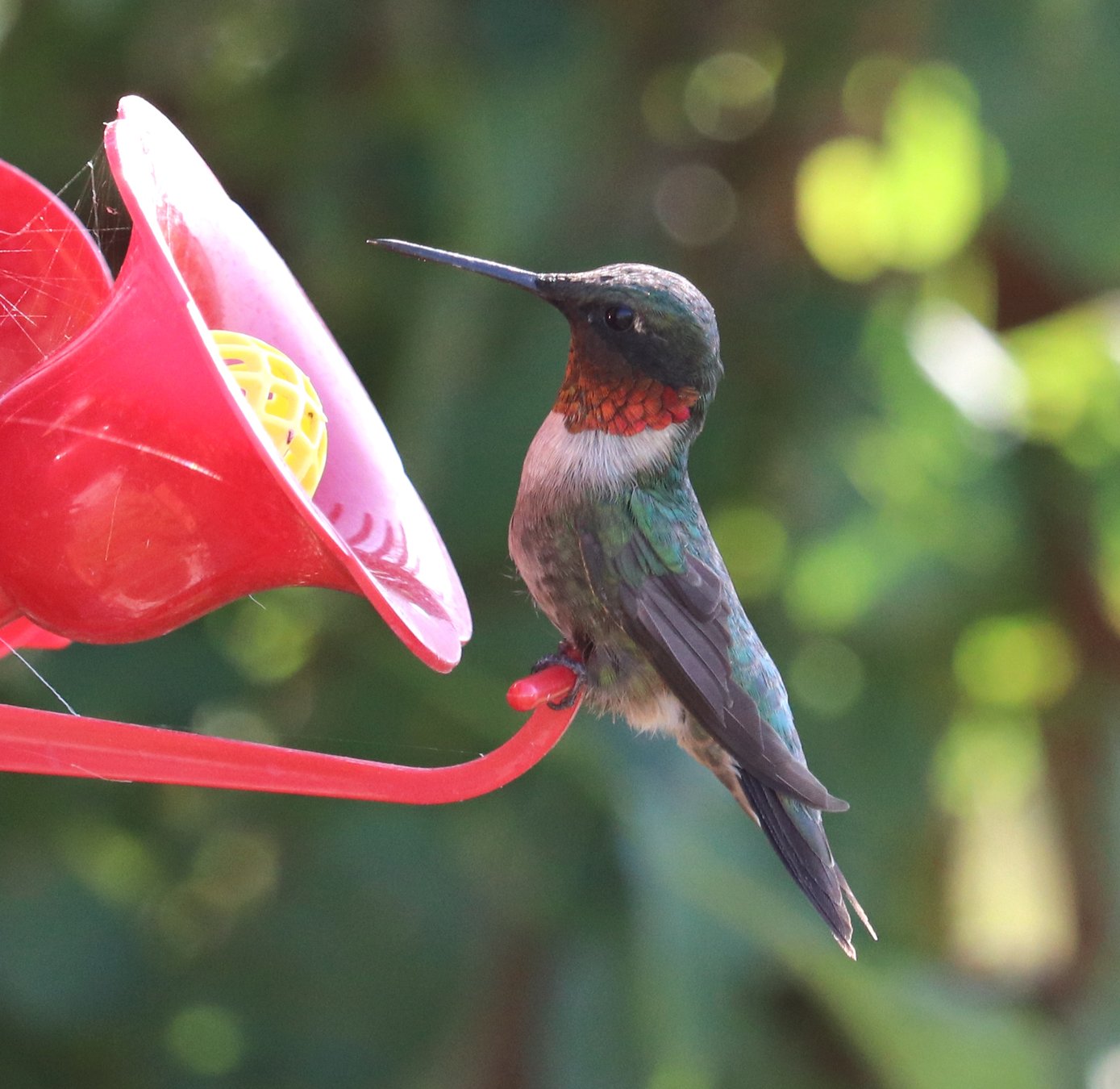 A real humdinger: Local birdwatcher finds elusive hummingbird nest ...