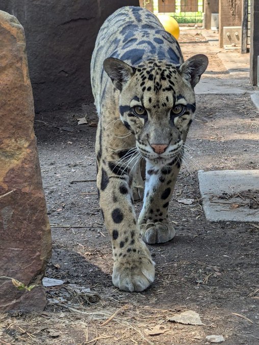 Zoo celebrates Clouded Leopard Day - Great Bend Tribune