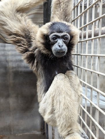 New gibbon arrives at zoo - Great Bend Tribune