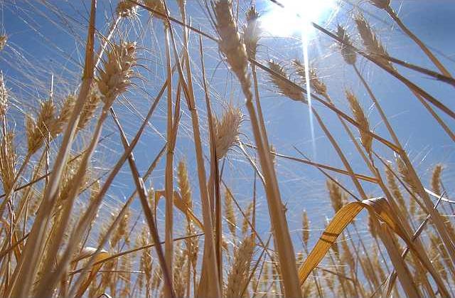 Wheat craft a long-standing family tradition during holidays - Great ...