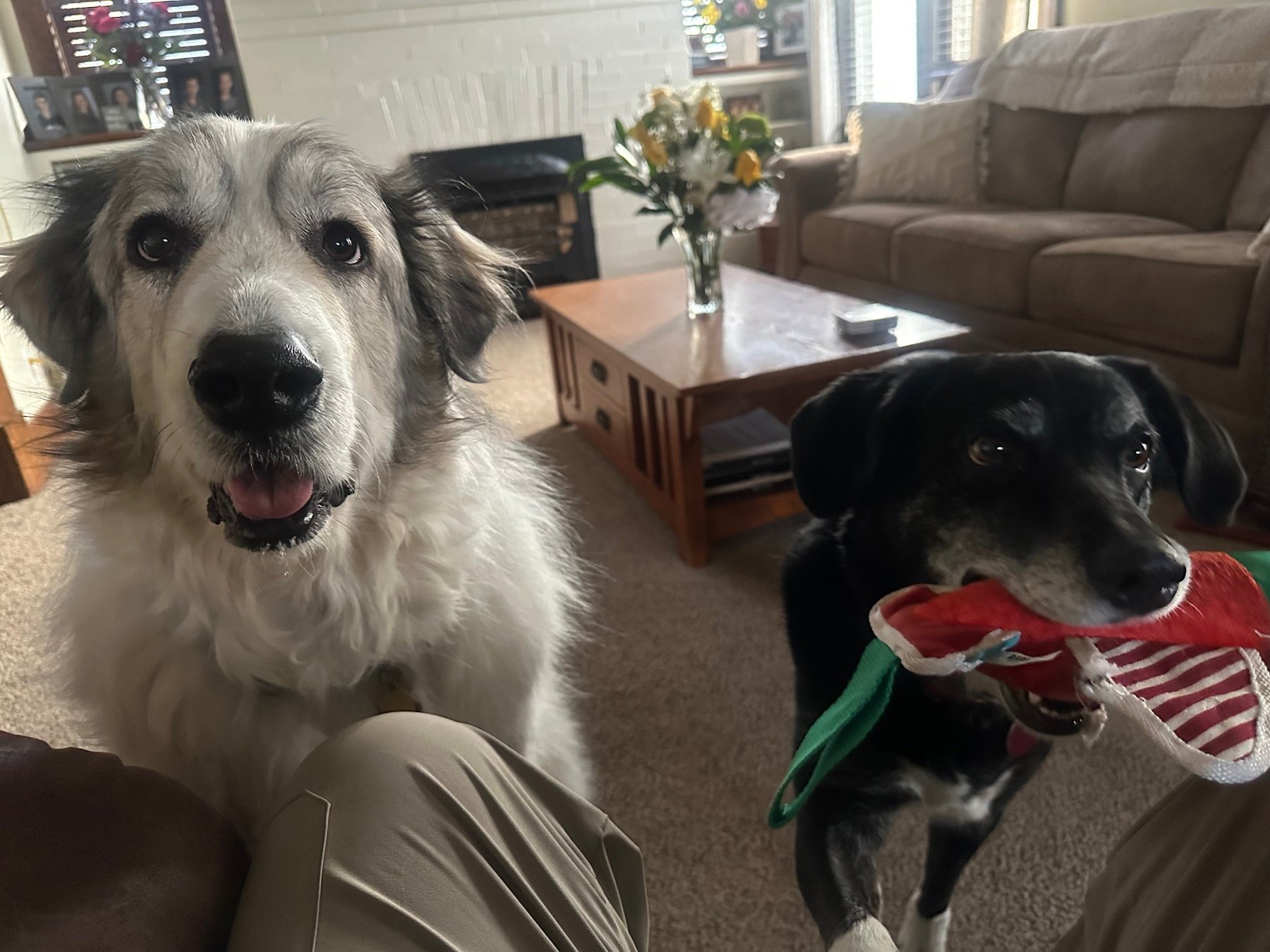 A big, hairy drool machine - Great Bend Tribune