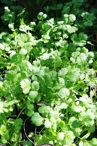 cilantro flowering