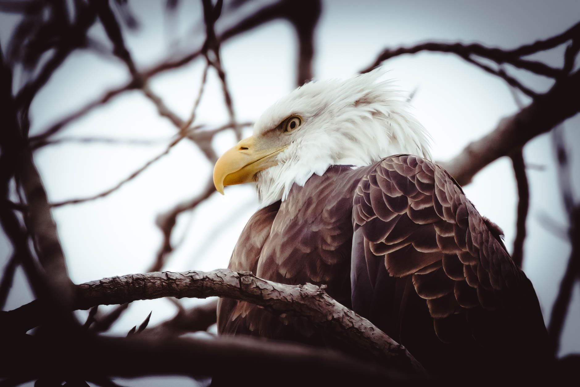 Christmas Bird Count: 51st year at Cheyenne Bottoms - Great Bend Tribune
