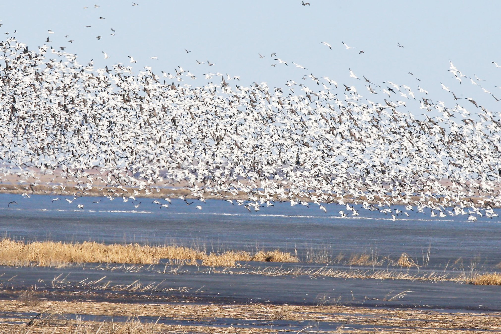 Christmas Bird Count: 51st year at Cheyenne Bottoms - Great Bend Tribune