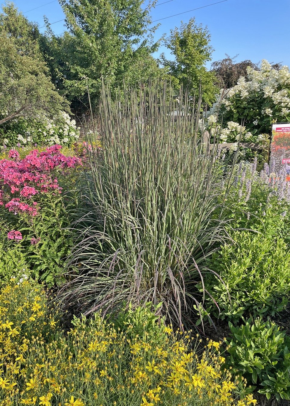Winning perennials for your gardens - Great Bend Tribune
