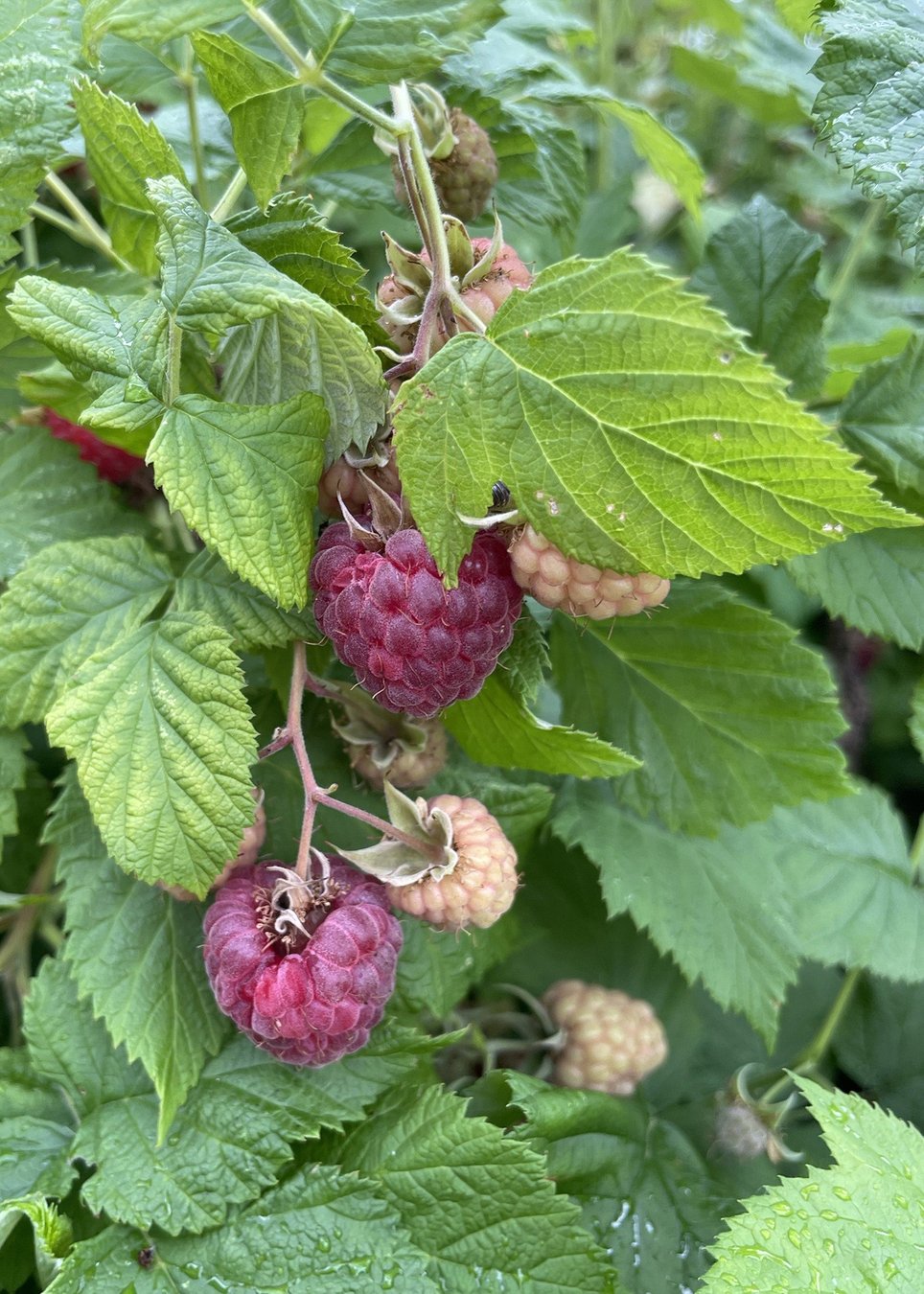 Boost your raspberry harvest with proper pruning - Great Bend Tribune