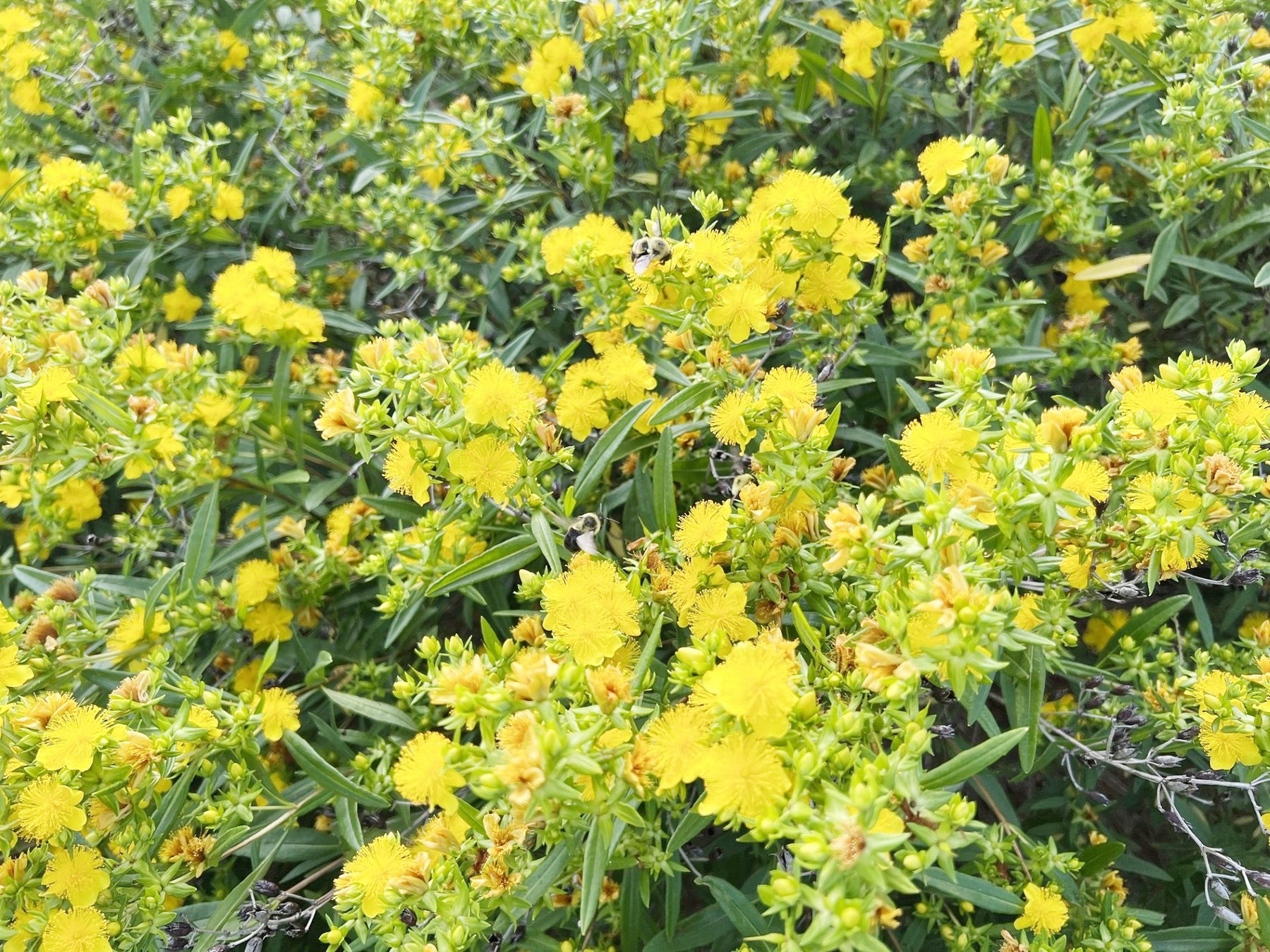 Boost your landscape’s beauty with a few bee-friendly shrubs - Great ...