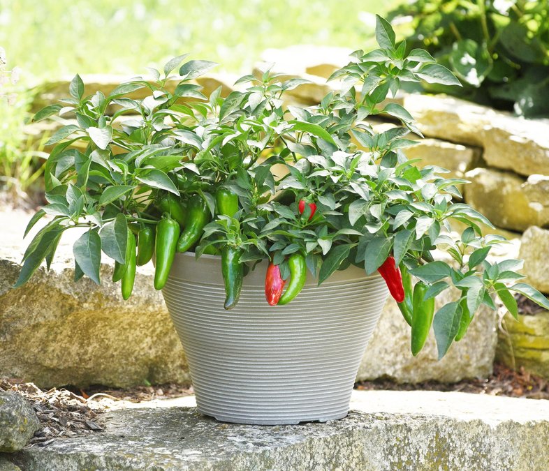 Grow, prepare and enjoy hot peppers - Great Bend Tribune